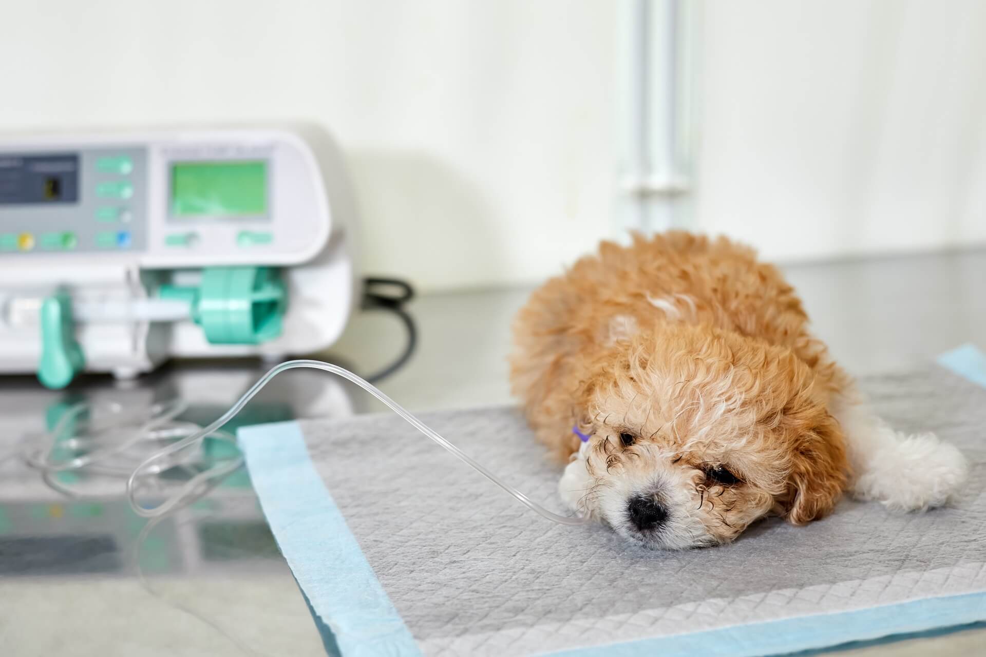 Pet Oxygen Therapy In Boerne, TX | HCA Emergency Hospital