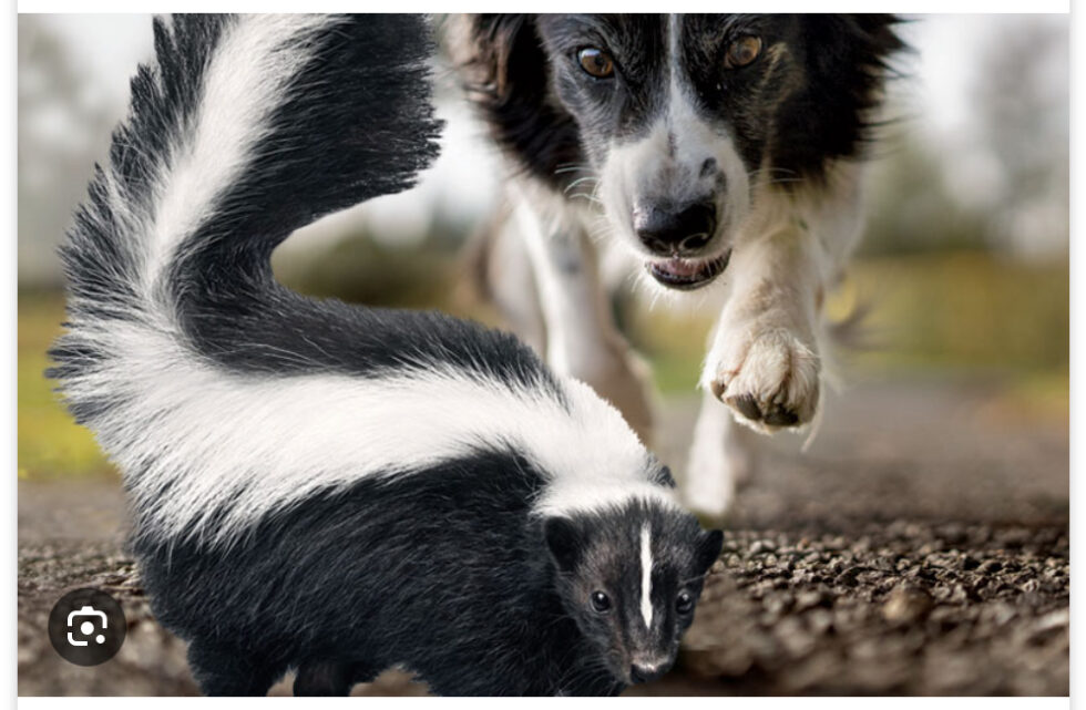 Skunk Information | Hill Country Animal Emergency Hospital